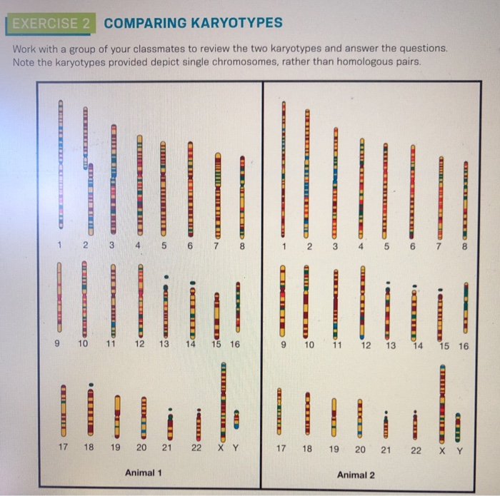 Solved EXERCISE 2 COMPARING KARYOTYPES Work with a group of | Chegg.com