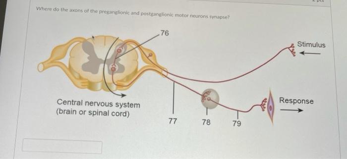 Solved Where do the axons of the preganglionic and | Chegg.com