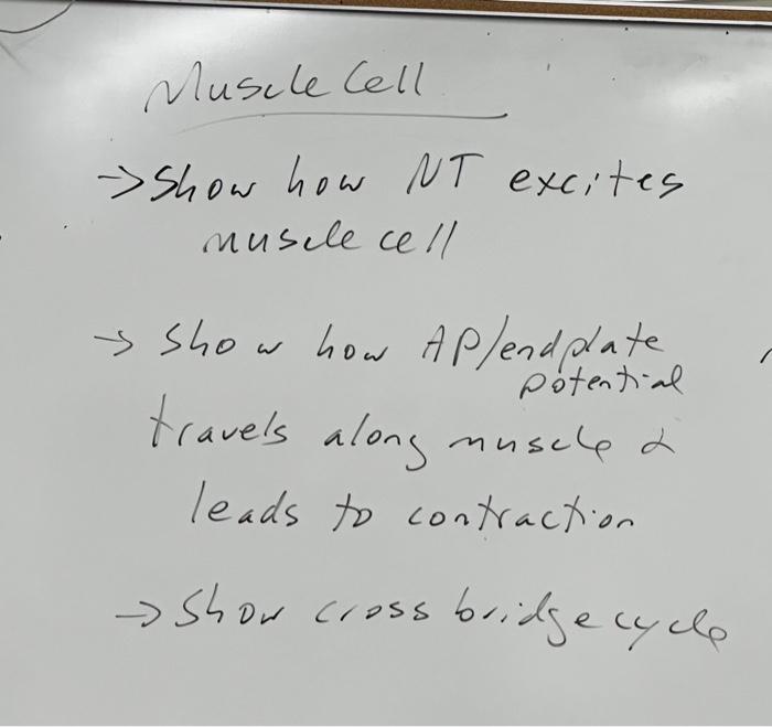 Solved Musule Cell → Show how NT excites musele cell → Show | Chegg.com