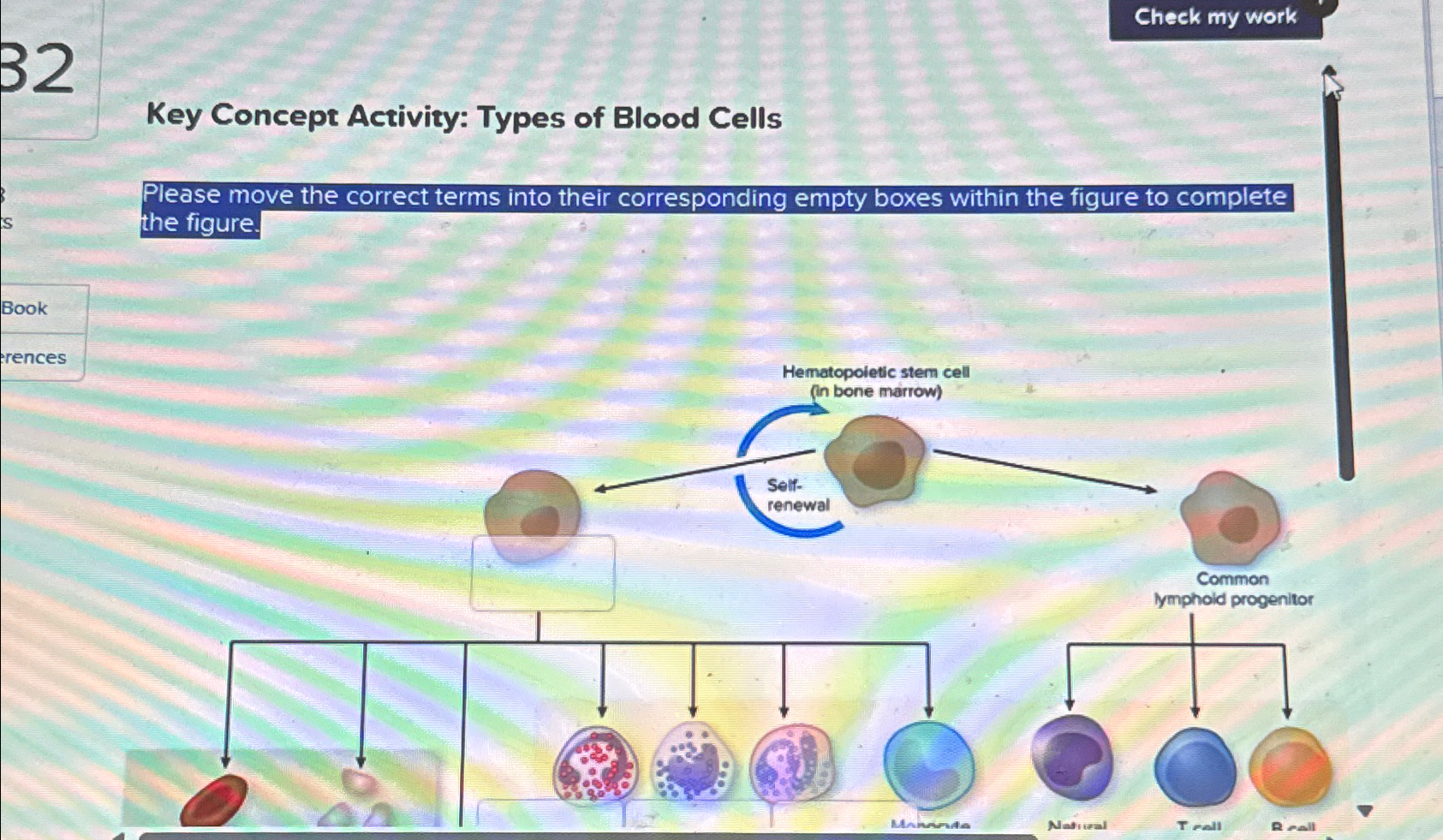 Solved Key Concept Activity: Types of Blood CellsPlease move | Chegg.com