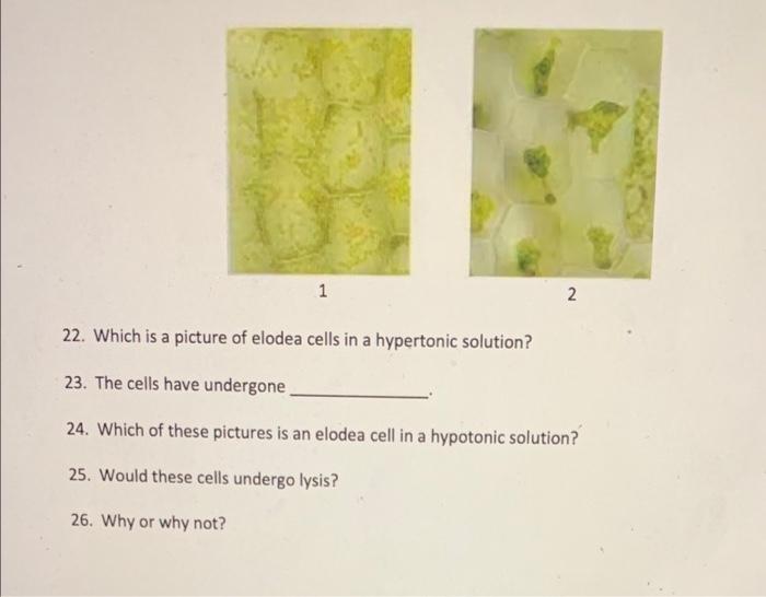 Solved 1 2 22. Which is a picture of elodea cells in a | Chegg.com