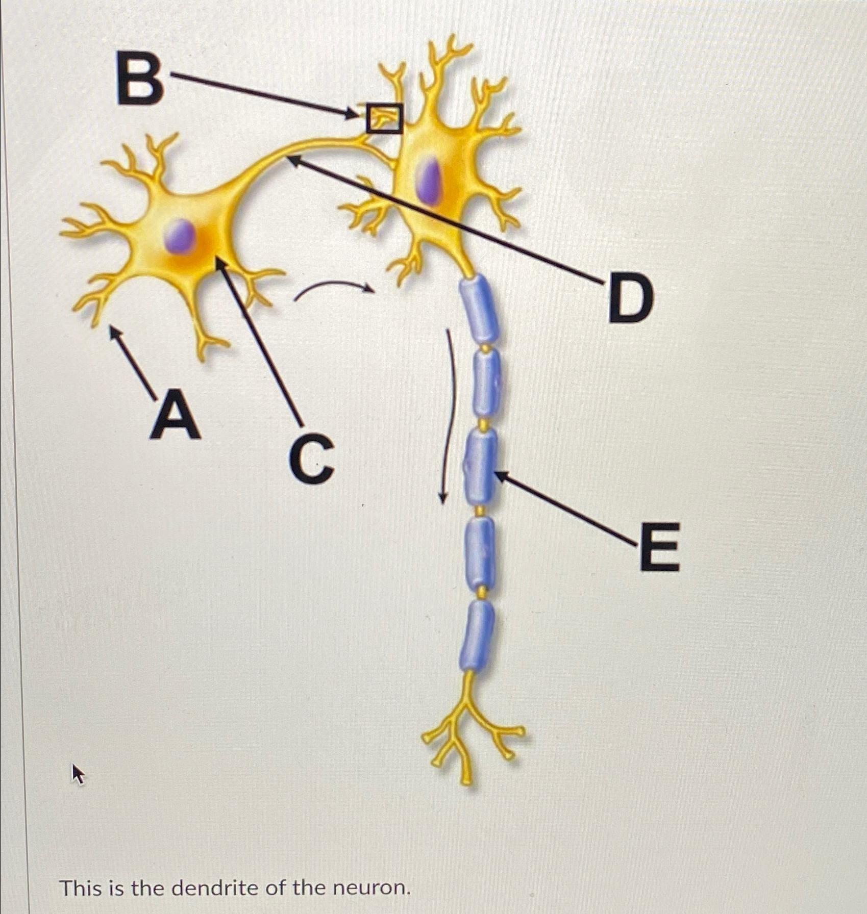Solved what letter is the dendrite of the neuron | Chegg.com