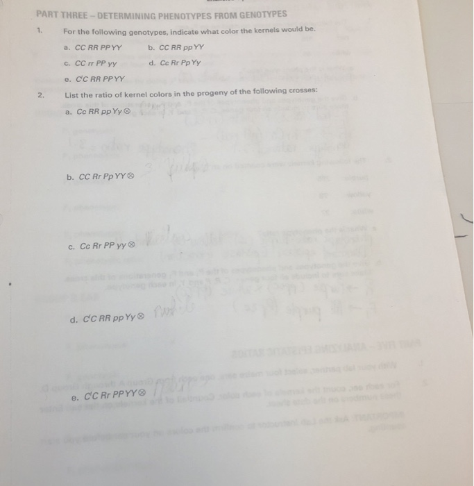 PART THREE-DETERMINING PHENOTYPES FROM GENOTYPES For | Chegg.com