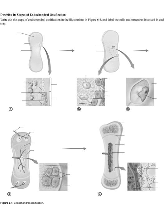 Solved (Hi! could I get some help with labeling this one?) | Chegg.com