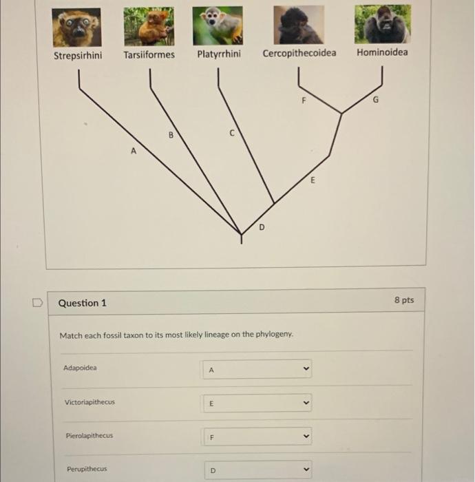 Solved Strepsirhini Tarsiiformes Platyrrhini | Chegg.com
