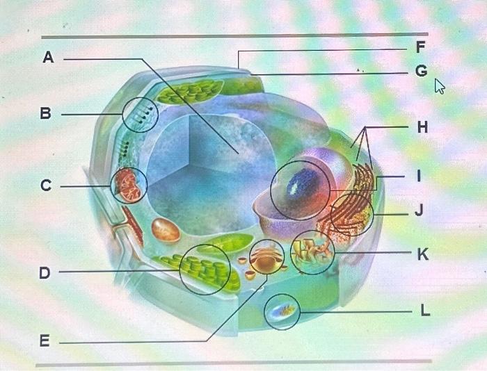 Solved i need this to be labeled please and thank you? | Chegg.com