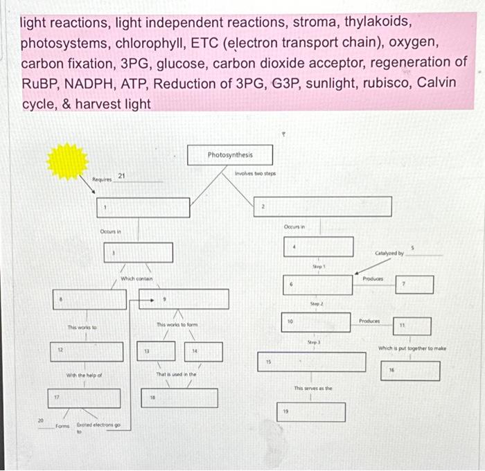 Solved light reactions, light independent reactions, stroma, | Chegg.com