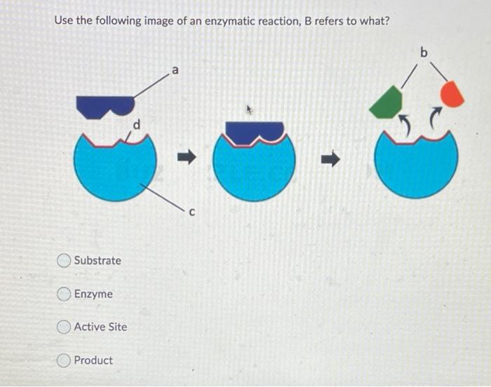 Solved Use the following image of an enzymatic reaction, B | Chegg.com