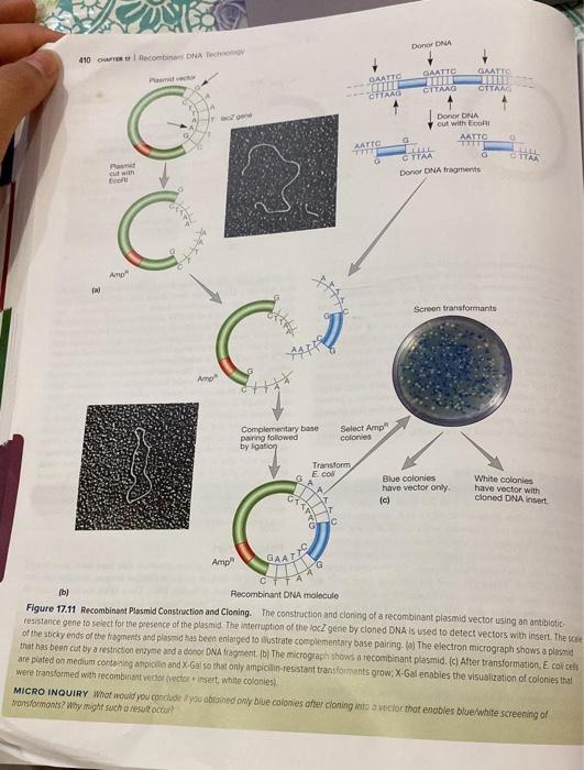 Solved k (b) Bacterial artificial chromosome (BAC) Figure | Chegg.com