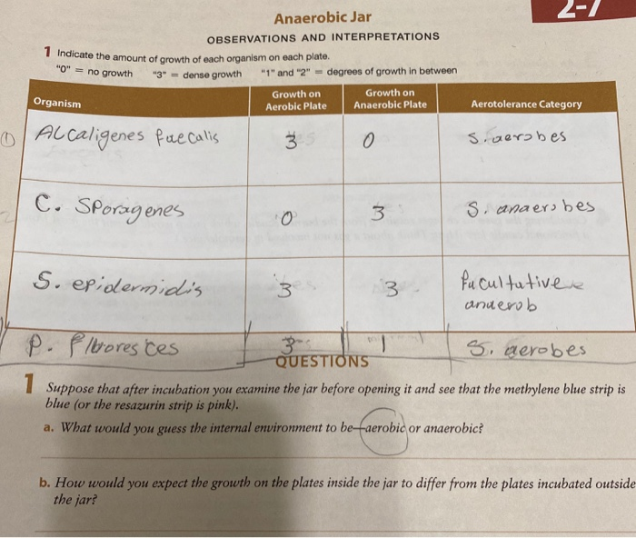 Solved 2-2 Anaerobic Jar OBSERVATIONS AND INTERPRETATIONS | Chegg.com