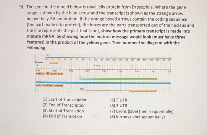Solved 9) The gene in the model below is royal jelly protein | Chegg.com