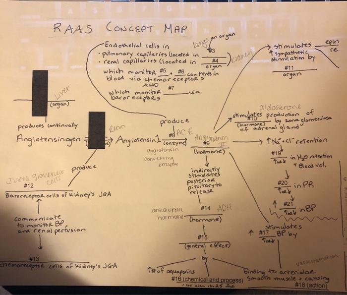 Solved lungs on organ 3 Ecionery Liver Renn RAAS CONCEPT MAP | Chegg.com