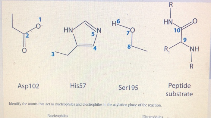 Solved H6 HN HNT >O NH Asp 102 His57 Ser195 Peptide | Chegg.com