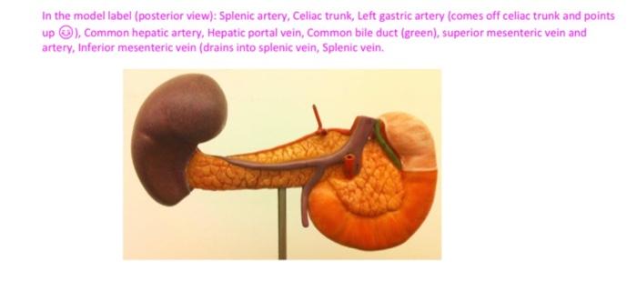 Solved In the model label (posterior view): Splenic artery, | Chegg.com