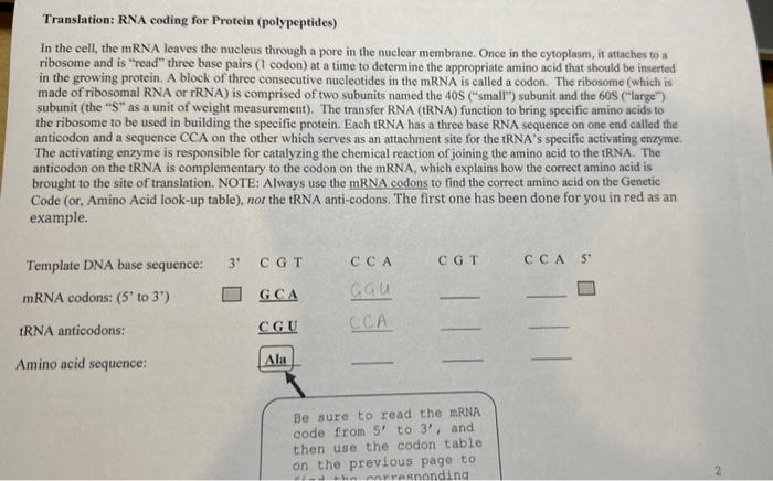 Solved Translation: RNA coding for Protein (polypeptides) In | Chegg.com
