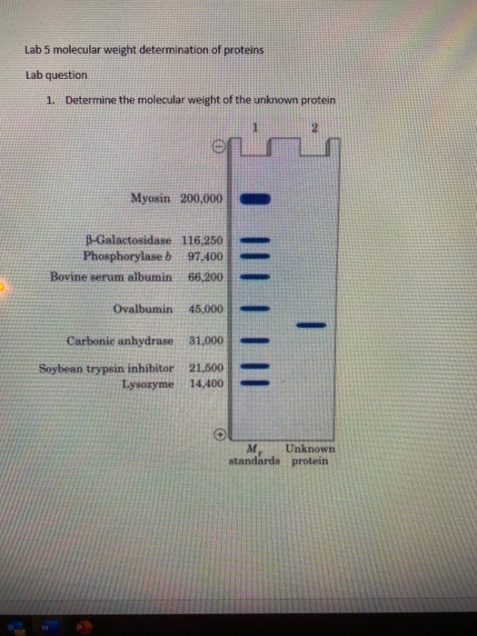 Solved Lab 5 molecular weight determination of proteins Lab | Chegg.com