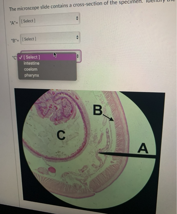 Solved The microscope slide contains a cross-section of the | Chegg.com