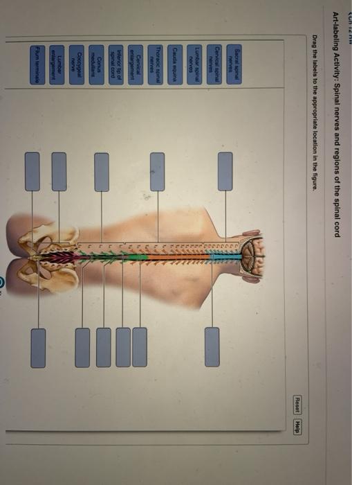 Solved Art-labeling Activity: Spinal nerves and regions of | Chegg.com