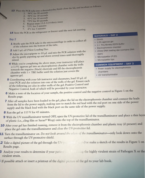 EXERCISE 17 Polymerase Chain Reaction (PCR) and DNA | Chegg.com