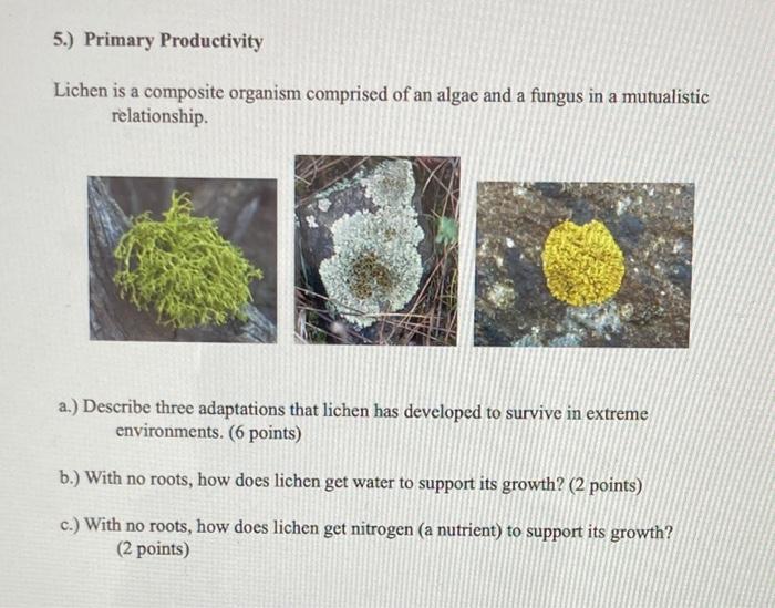 Solved 5.) Primary Productivity Lichen is a composite | Chegg.com