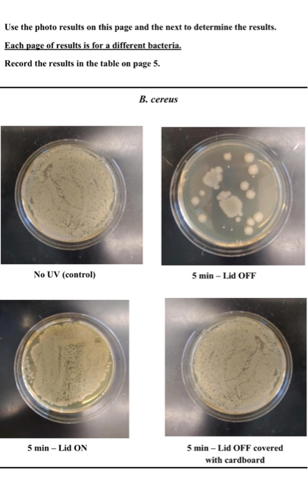 Solved Control of Microbial Growth: UV Radiation - RESULTS | Chegg.com