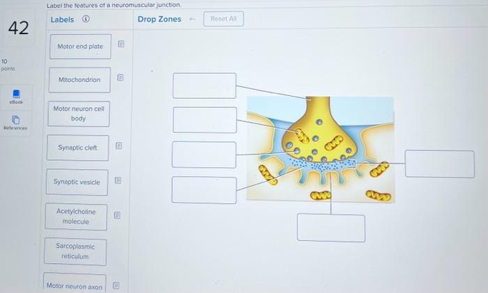 Solved Label the features of a neuromuscular | Chegg.com