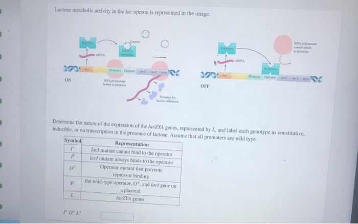 Solved Lactose metabolic activity in the lac operon is | Chegg.com