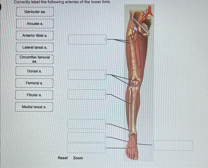 Solved Correctly label the following arteries of the lower | Chegg.com