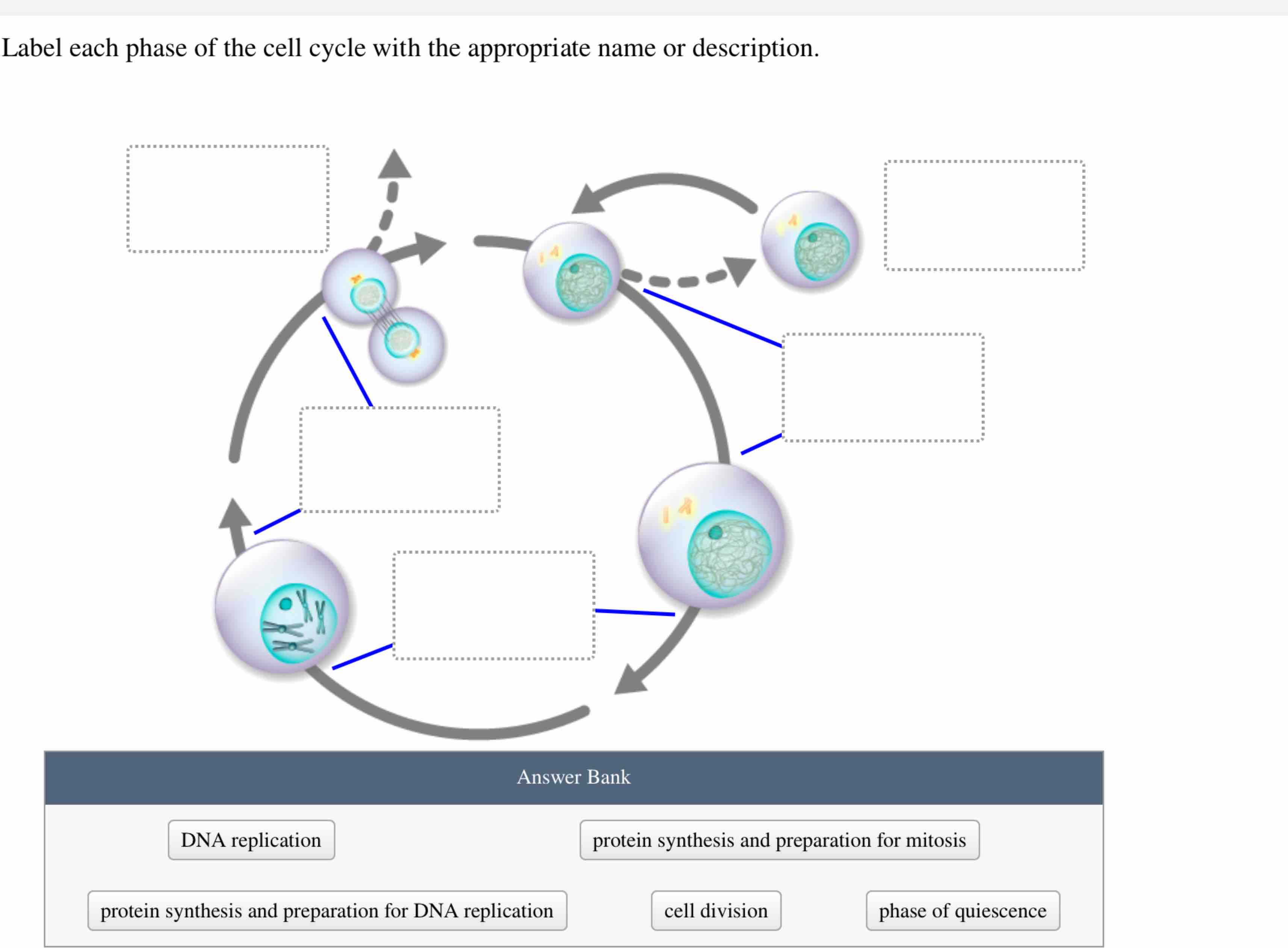 Label each phase of the cell cycle with the | Chegg.com