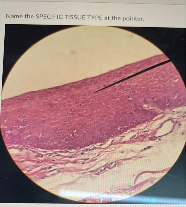 Name the SPECIFIC TISSUE TYPE at the pointer. Name | Chegg.com