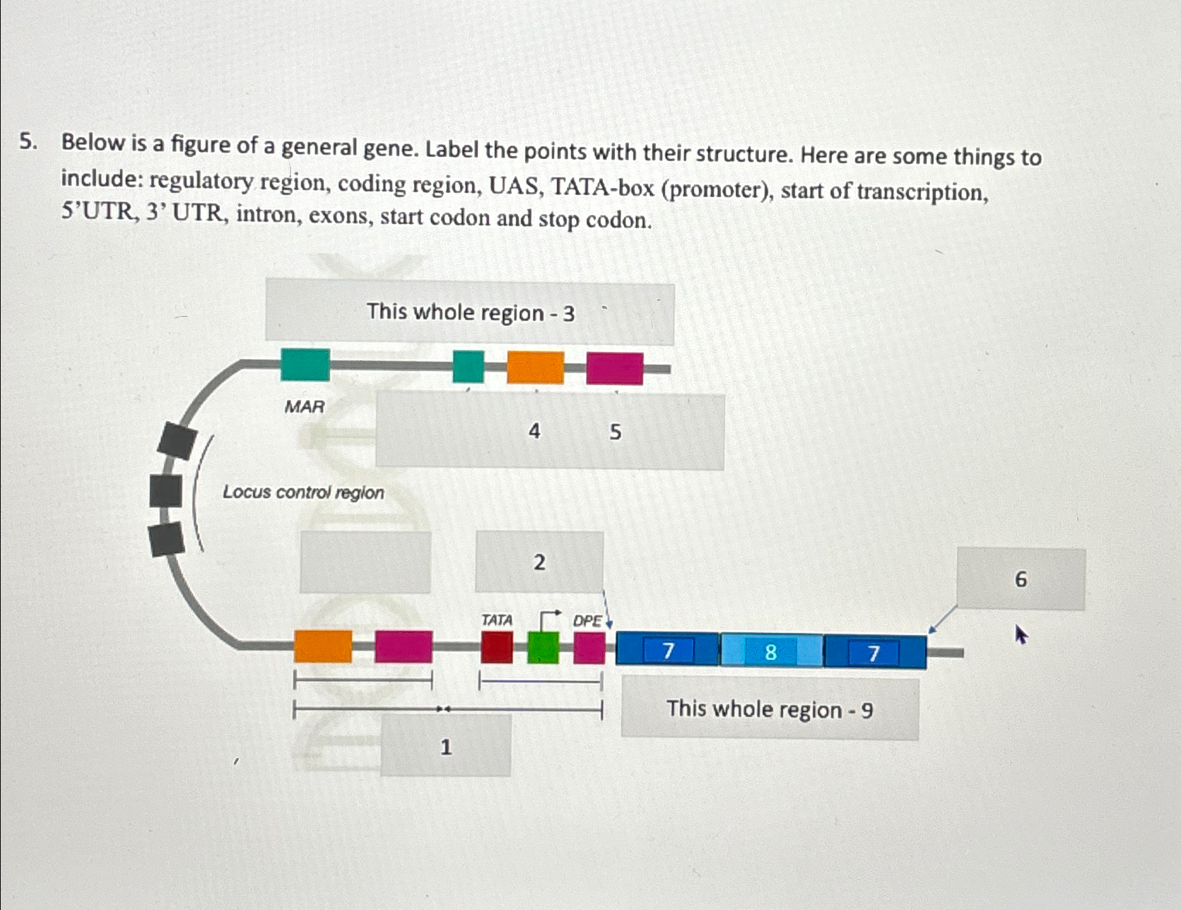 Solved Below is a figure of a general gene. Label the points | Chegg.com