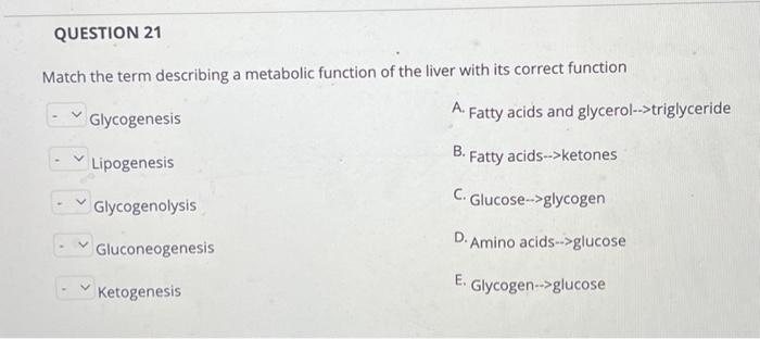 Solved Match the term describing a metabolic function of the | Chegg.com