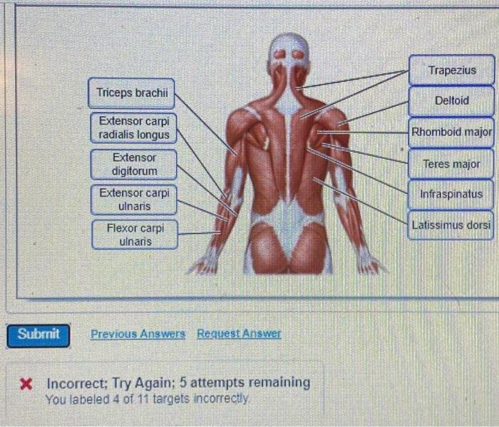 Solved Incorrect; Try Again; 5 attempts remaining You | Chegg.com