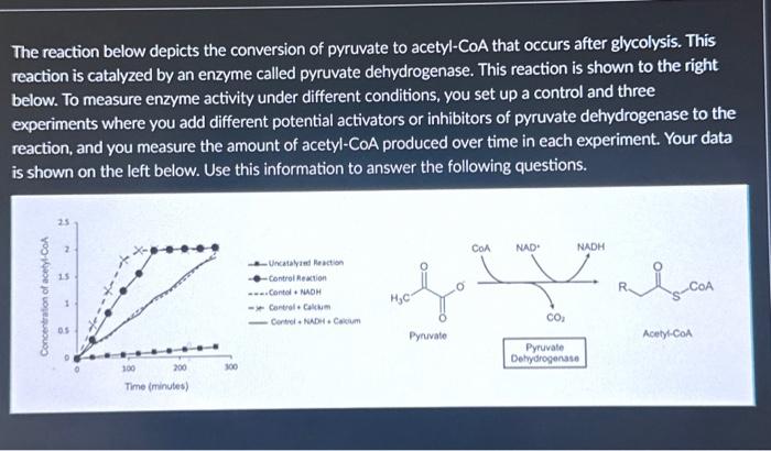 Solved The reaction below depicts the conversion of pyruvate | Chegg.com