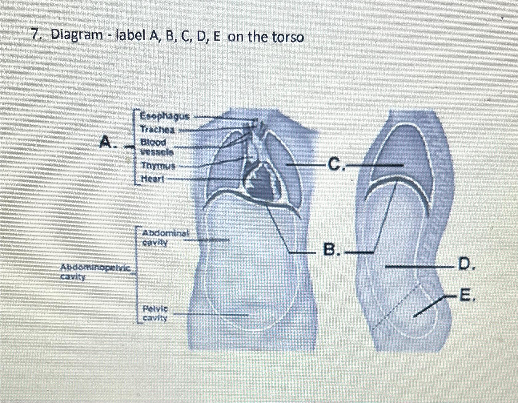 Solved Diagram - ﻿label A, ﻿B, ﻿C, ﻿D, ﻿E on the torso | Chegg.com