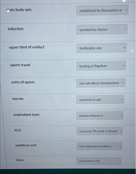 Solved main body axis established by blastulation an | Chegg.com