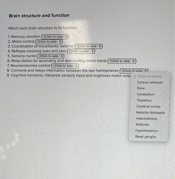 Solved Brain structure and function Match each brain | Chegg.com