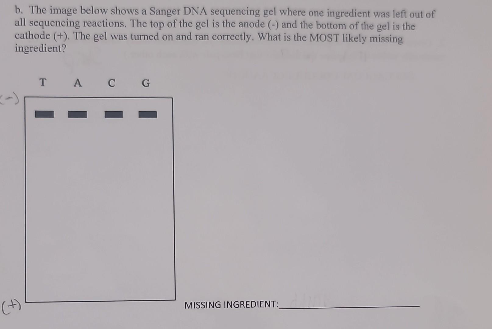Solved b. The image below shows a Sanger DNA sequencing gel | Chegg.com