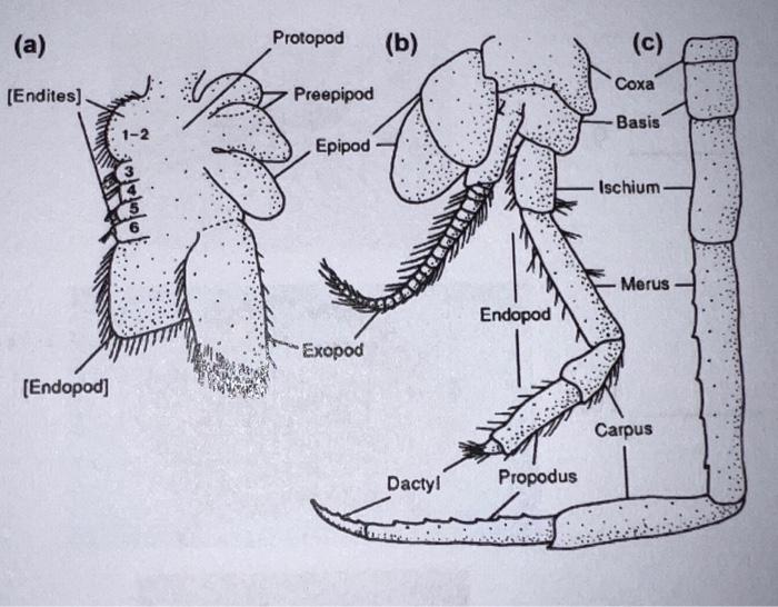 Solved The image below displays threearthropod appendages. | Chegg.com