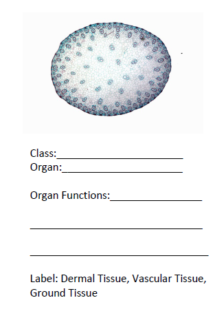 Solved Class:Organ:Organ Functions:Label: Dermal Tissue, | Chegg.com