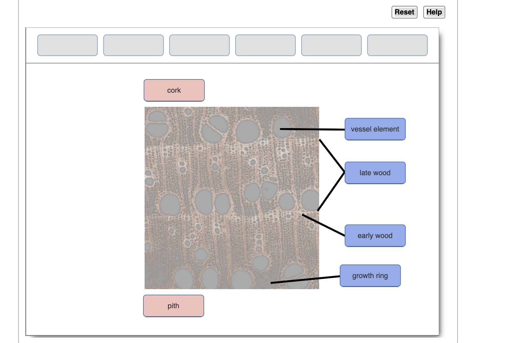 On this cross section from a woody eudicot, label a | Chegg.com