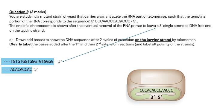 Solved Question 2: (3 ﻿marks)You are studying a mutant | Chegg.com