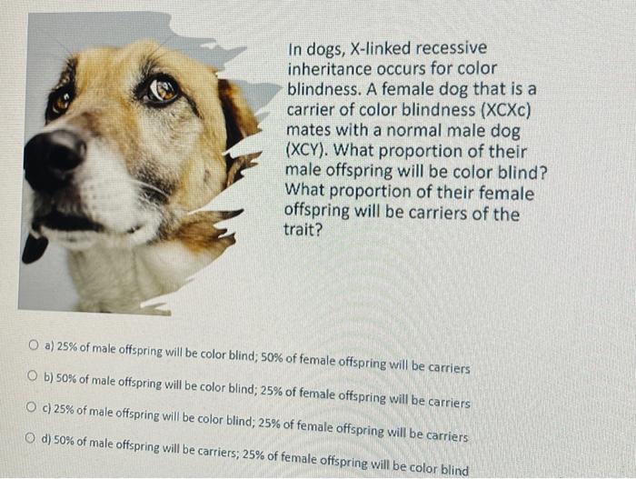 Solved In dogs, X-linked recessive inheritance occurs for | Chegg.com