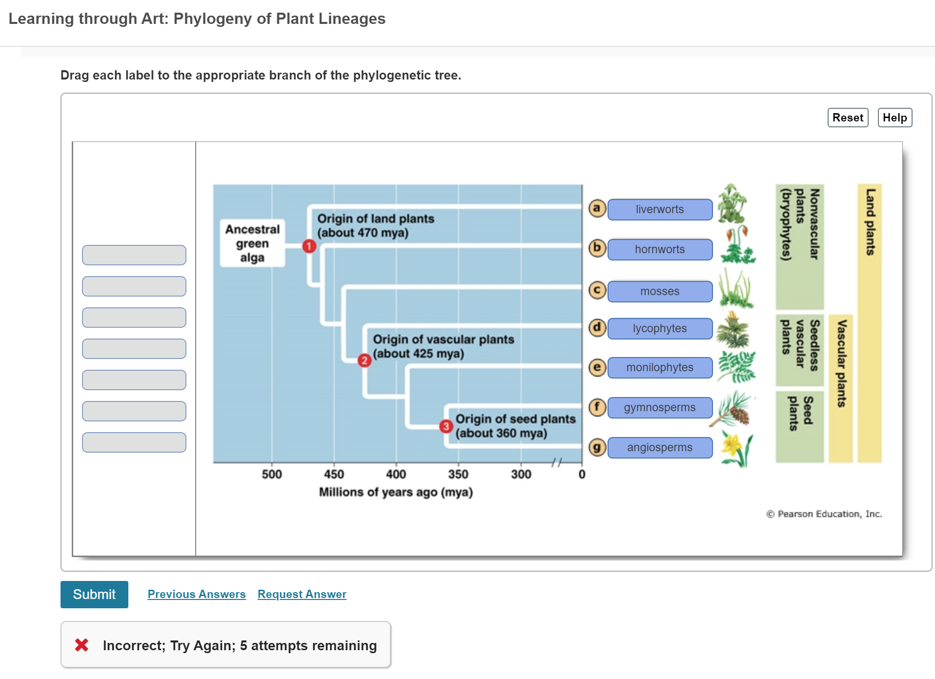 Solved Learning through Art: Phylogeny of Plant Lineages | Chegg.com