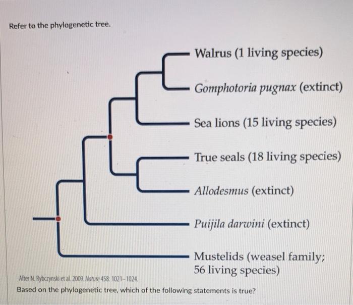 Solved Refer to the phylogenetic tree. Walrus (1 living | Chegg.com