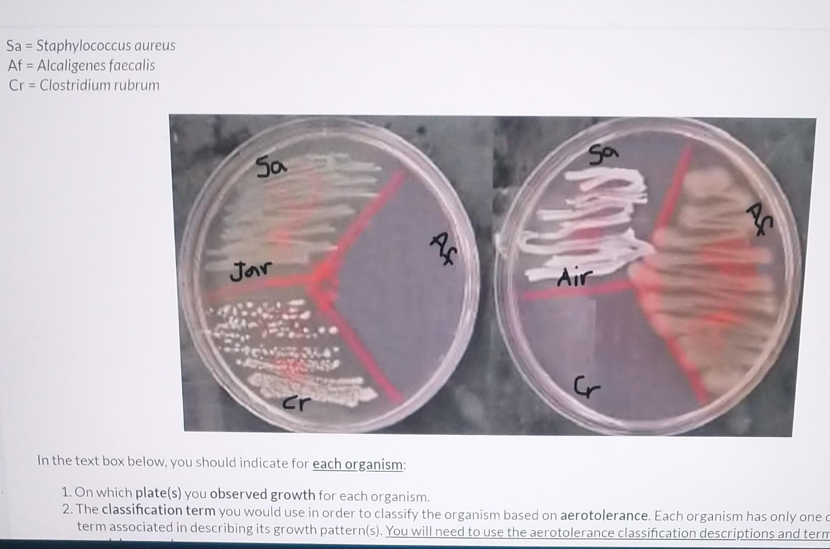 Solved Sa = Staphylococcus aureus Af = Alcaligenes faecalis | Chegg.com