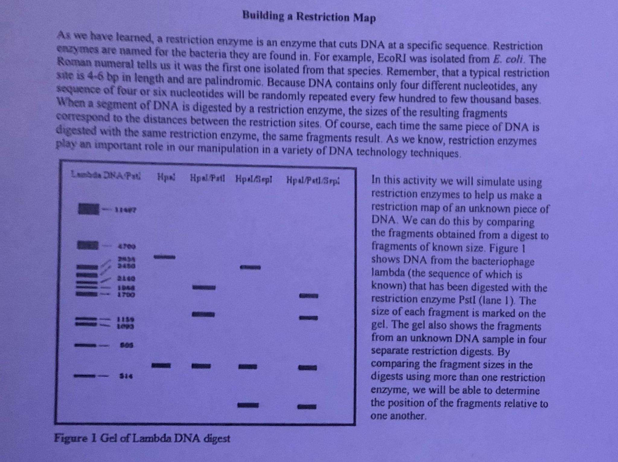Solved Building a Restriction MapAs twe have learned, a | Chegg.com