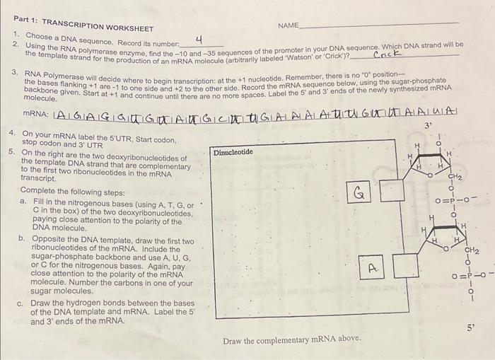 Solved Part 1: TRANSCRIPTION WORKSHEET 1. Choose a DNA | Chegg.com