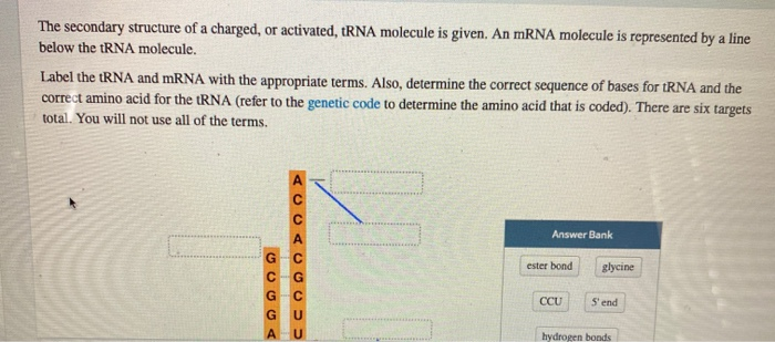 Solved The secondary structure of a charged, or activated, | Chegg.com