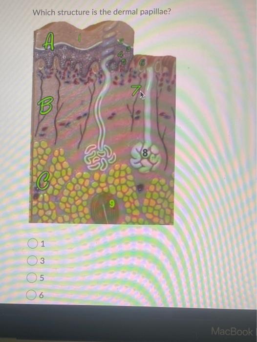 Solved Which structure is the dermal papillae? A TA 8 9 1 3 | Chegg.com